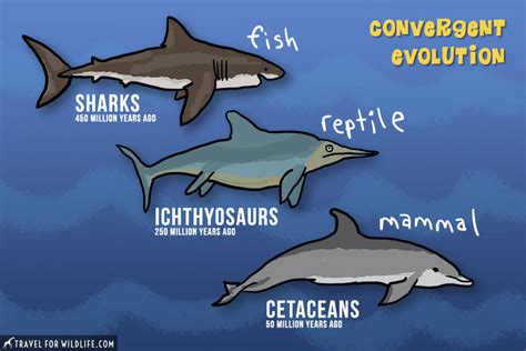 Convergent Evolution Unveils Surprising Symmetry In Plants And Animals