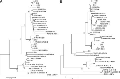 Nucleotide Variability And Translation Efficiency Of The 5′ Untranslated Region Of Hepatitis A