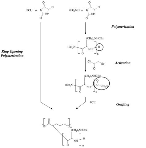 synthesis of pcl g poly z lysine via the grafting on to and from
