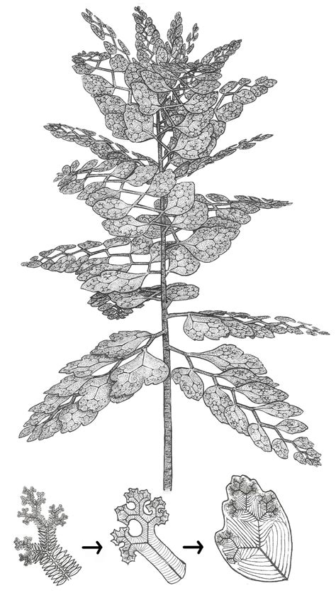 Speculative Tree Based Off Selagionella Part 2 Rspeculativeevolution