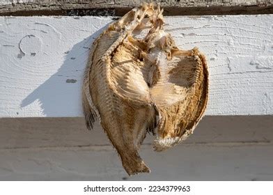 35 397 Fish Hanging Images Stock Photos Vectors Shutterstock