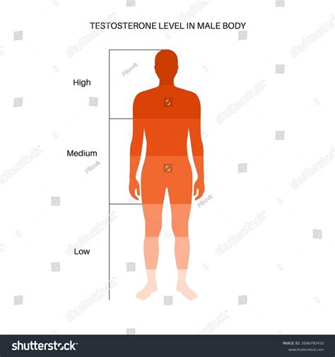 Testosterone Level Color Chart Sex Hormone Stock Vector Royalty Free 2086792432 Shutterstock