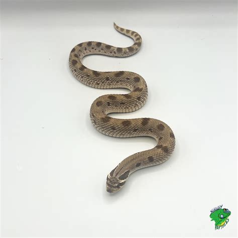 Snakes Miscellaneous Page 3 Of 7 Strictly Reptiles Inc
