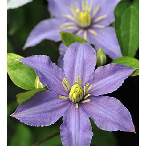 Clematis Justa Fajn Tim Vtc Naia