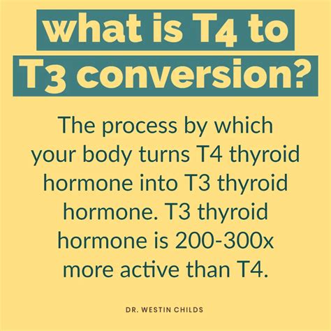 Tag Thyroid Conversion Shop Thyroid Support Supplements For