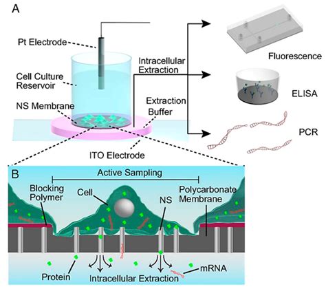 Ijms Free Full Text Current Trends Of Microfluidic Single Cell