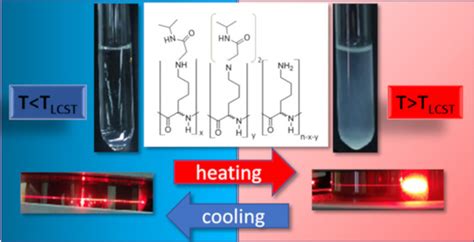 Polymers Free Full Text Nipam Based Modification Of Poly L Lysine