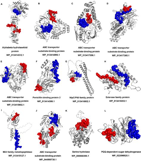 The 3d Structures And Epitope Mapping Of The Potential Vaccine