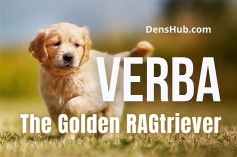 Exploring Verba The Golden Ragtriever Dens Hub