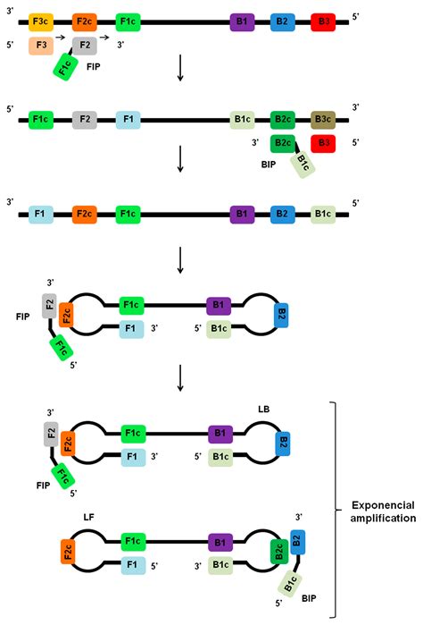 Loop Mediated Isothermal Amplification Lamp For The Diagnosis Of Zika