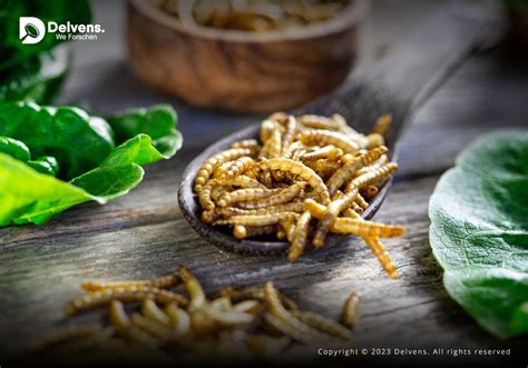 Insect Protein Market Share Size Global Trend Forecast Till 2030 By Delvens Jun 2023