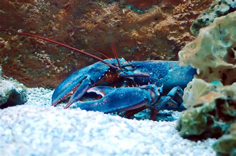 Do Lobsters Feel Pain When Boiled Alive? | Veganuary