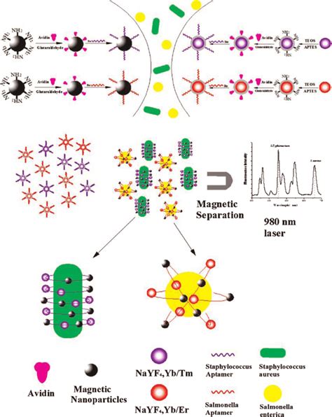 Simultaneous Detection Of Staphylococcus Aureus And Salmonella Download Scientific Diagram