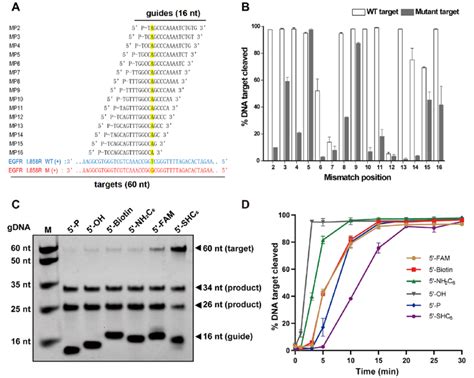 Effects Of Mismatch In The Guide Target Duplex And 5′ Modification Of