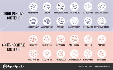 Gram Positive Gram Negative Bacteria Bacteria Classification Different Genus Morphology Stock