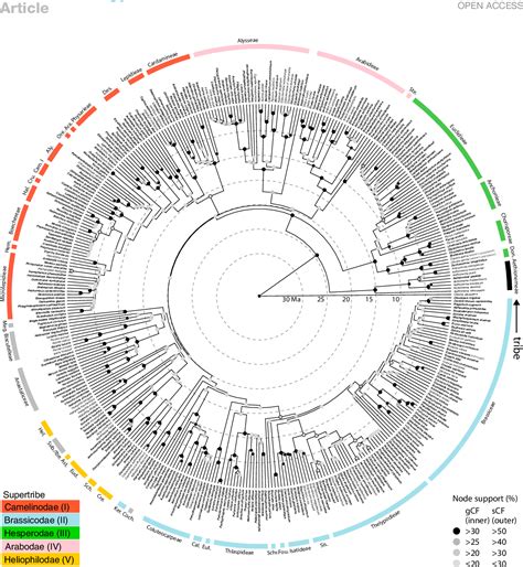 Figure 2 From Global Brassicaceae Phylogeny Based On Filtering Of 1 000 Gene Dataset Semantic