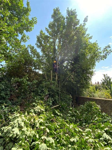 Linton Tree Surgeons Tree Cutting Pruning Trimming