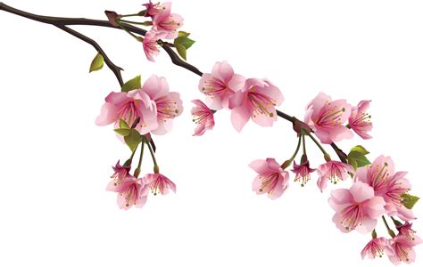Sakura PNG