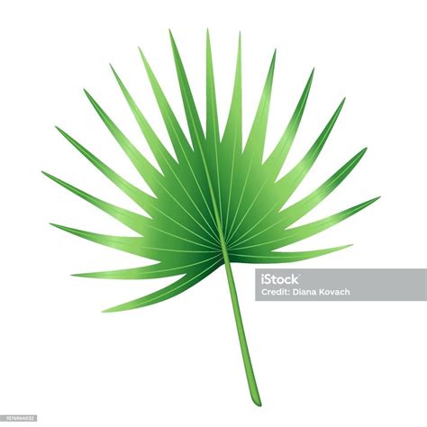 열대 녹색 야자수 잎 정글 손바닥 잎 이국적인 식물 디자인 요소 장식적인 손으로 그린 벡터 그림은 흰색 배경에 분리되어 있다