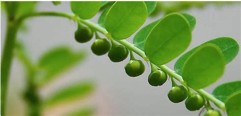 Chanca Piedra – Traditional Amazonian Herb for Liver Cleansing – Ariel ...