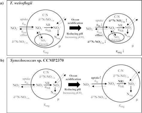 Schematic Of Physiological States And Isotope Effects During Nitrate