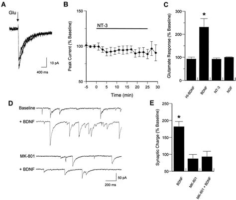 Brain Derived Neurotrophic Factor Modulates Hippocampal Synaptic Transmission By Increasing N