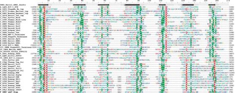 Structure Based Multiple Sequence Alignment Of The Core Of The Rnase