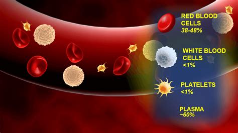 Blood Structure and Its 3 Main Circulatory Functions in the Body ...