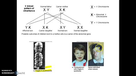Mendelian Patterns Of Inheritance Part 4 Bio 101 YouTube