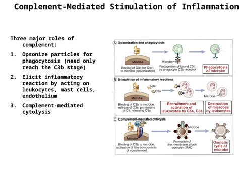 PPT Complement Mediated Stimulation Of Inflammation Three Major Roles Of Complement 1 1