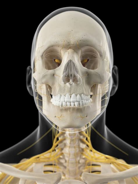 The Cervical Nerves Stock Illustration Illustration Of Medical