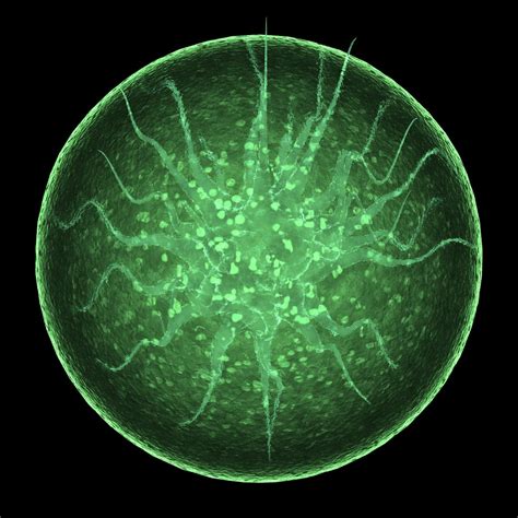 Algae Microbe Micro Lwo