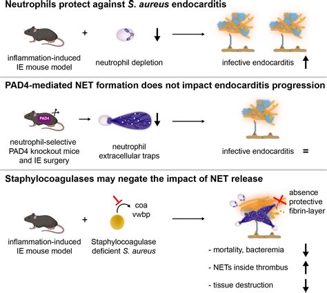 Diego Sanchez Staph Infection