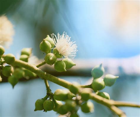 Top Yellow Flowering Trees In Australia Yard Work
