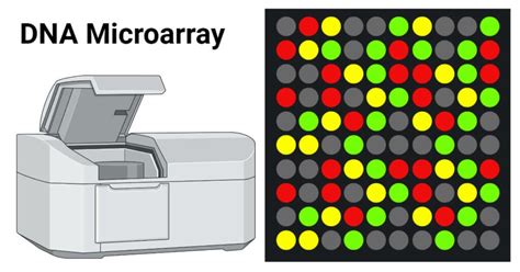 Dna Microarray Definition Principle Procedure Types