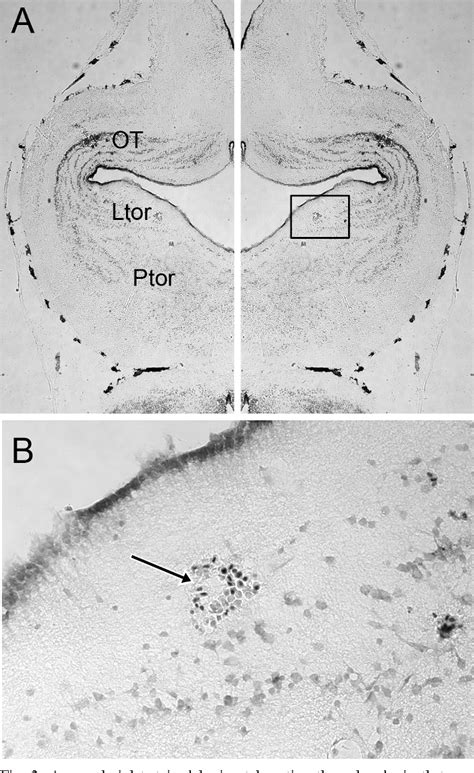 Figure 2 From Signals By Auditory Midbrain Neurons Temporally Selective