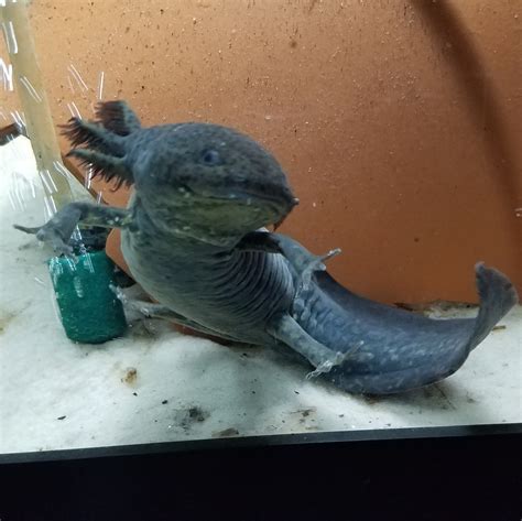 The Axolotl Lady Just A General Psa With Spring Here And Hopefully Shows Starting Up And