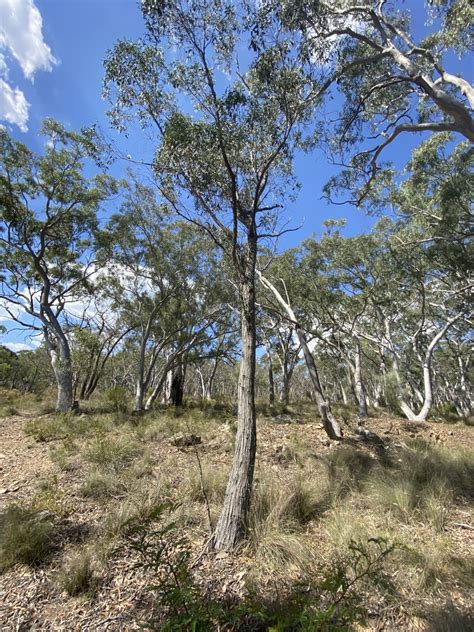 Red Stringybark From Goulburn Nsw Au On March 30 2024 At 01 56 Pm By Ciaran Ernst Russell