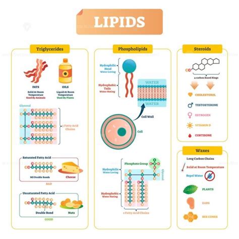 Phospholipid Or Phosphatides Lipids Microscopical Structure Outline