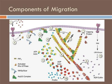 Ppt Signal Pathways In Cell Migration And Adhesion Powerpoint Presentation Id 252026