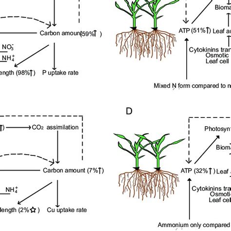 Pdf Interaction Effect Of Nitrogen Form And Planting Density On Plant Growth And Nutrient