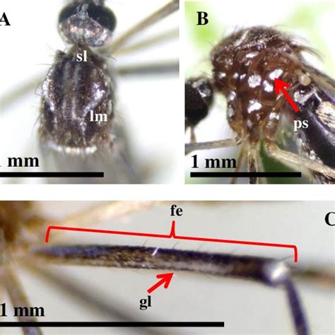 Pdf Morphological Characteristic Difference Between Mosquitoes Vector For Malaria And Dengue Fever