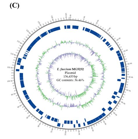Evaluation Of Safety And Probiotic Potential Of Enterococcus Faecalis Mg5206 And Enterococcus