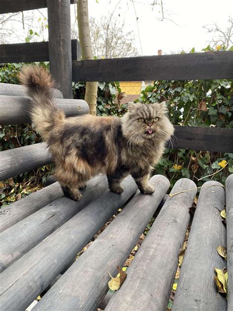 Pipi Cat R SupermodelCats