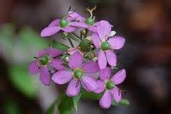 Sabatia Angularis Rose Pink Sabatia North Carolina Extension