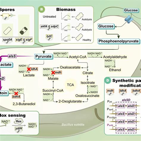 Biotechnological Strategies For Acetoin Production By B Subtilis This