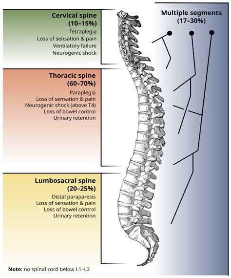 Proportion Of Metastases For Each Spine Segment Cervical Thoracic Download Scientific