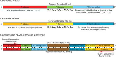 Design Of Forward And Reverse Primers The Synthesized Primers Are Download Scientific Diagram
