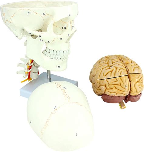 mannequin anatomical cranial brain model with cervical spine south