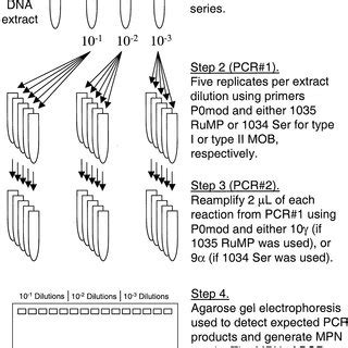 Description Of The Semi Nested PCR Amplification Procedure Used To Download Scientific Diagram